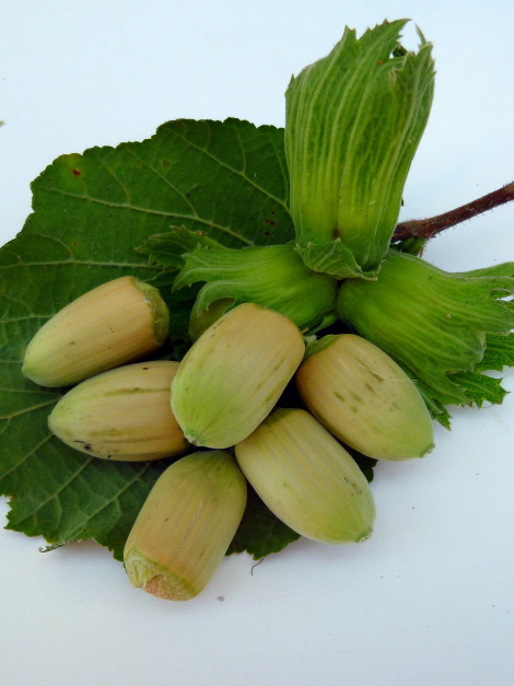 Orzech laskowy, Leszczyna Webba Cenny - DUŻY OWOC - Corylus avellana ...