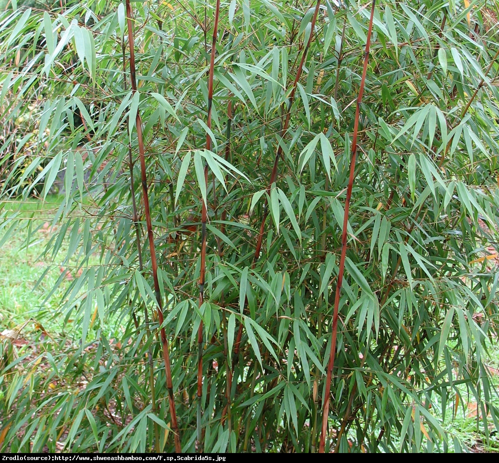 Bambus ogrodowy ASIAN WONDER - czerwone pędy, MROZOODPORNY, Rarytas ...