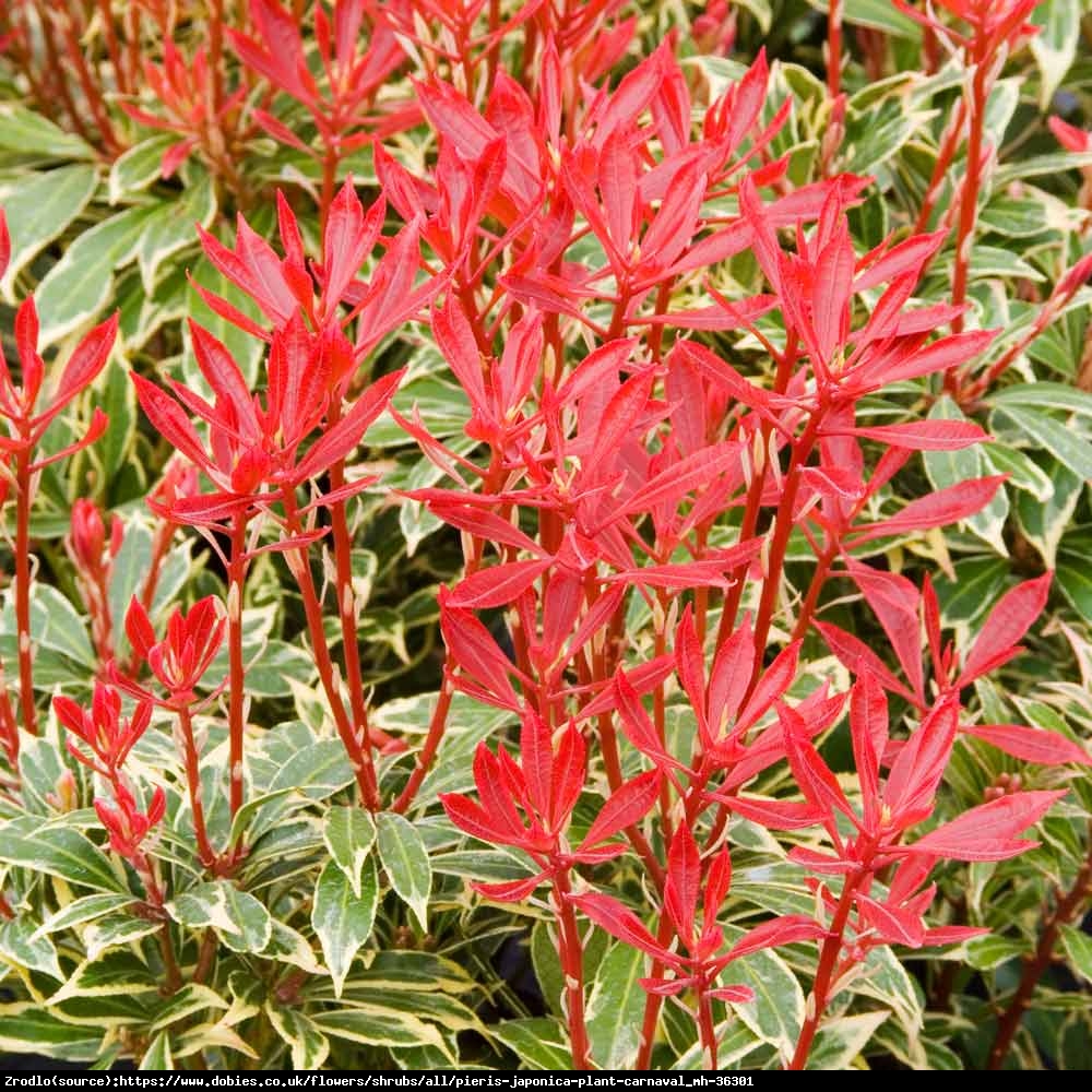 Pieris japoński Carnaval - różowe kwiaty, CZERWONE przyrosty - Pieris ...