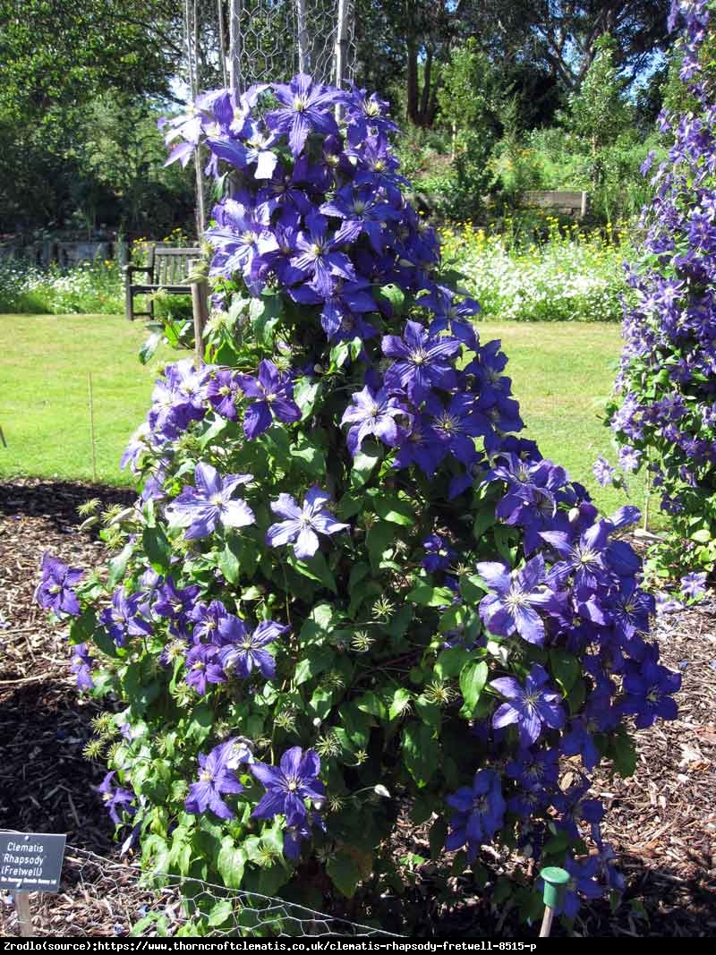 Powojnik Rhapsody- INTENSYWNIE SZAFIROWONIEBIESKIE KWIATY - Clematis ...