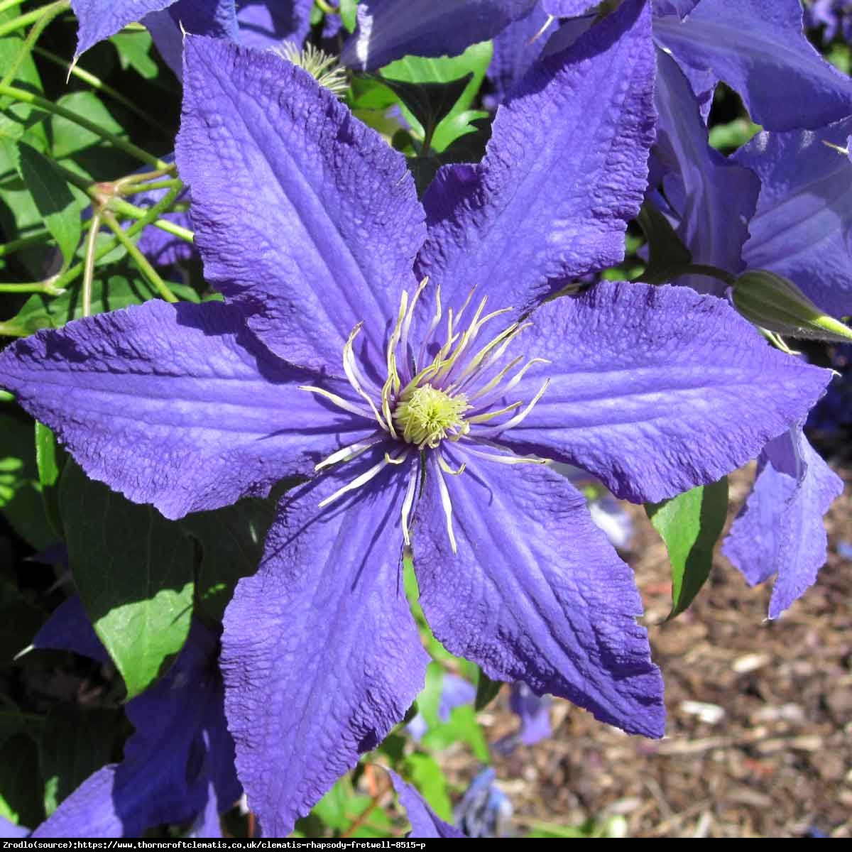 Powojnik Rhapsody- INTENSYWNIE SZAFIROWONIEBIESKIE KWIATY - Clematis ...