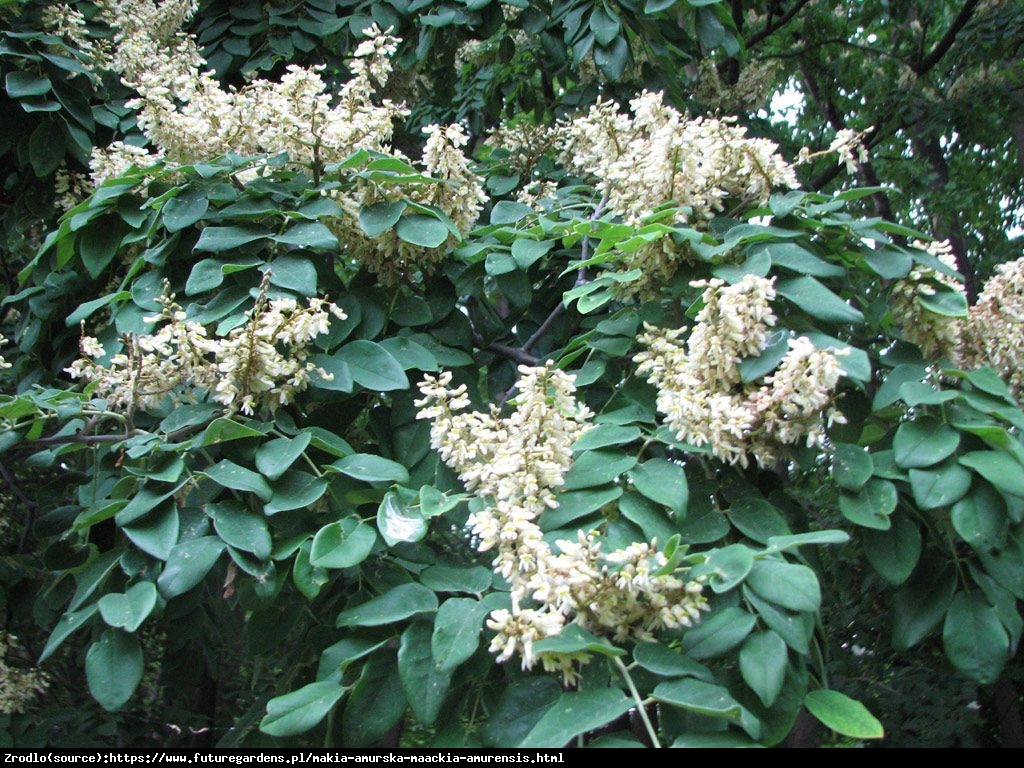 Makia amurska - Maackia amurensis