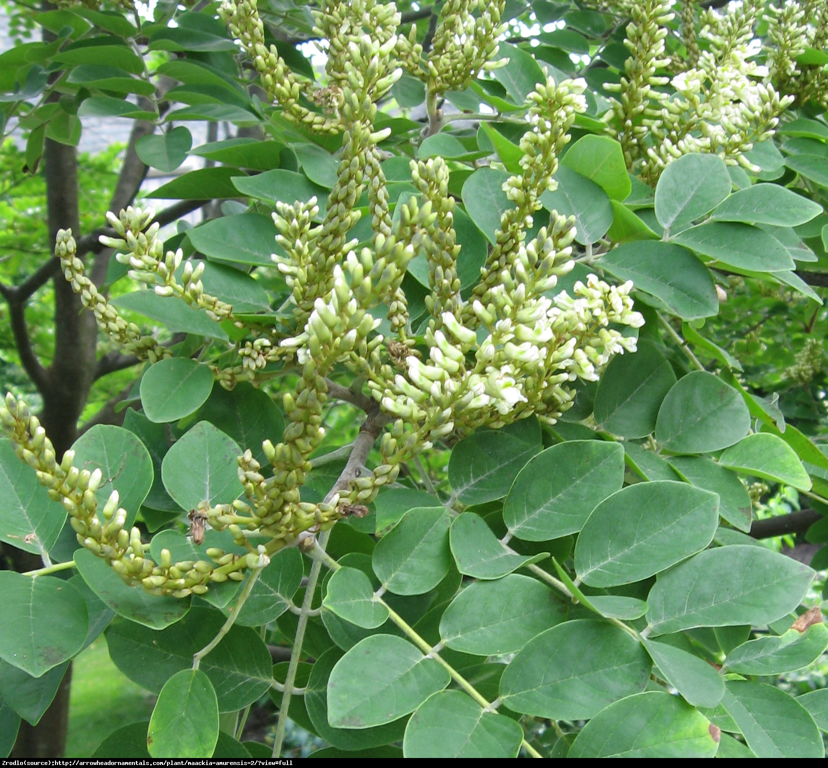 Makia amurska - Maackia amurensis