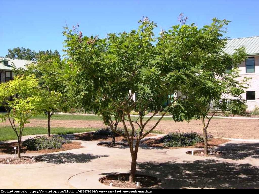 Makia amurska - Maackia amurensis