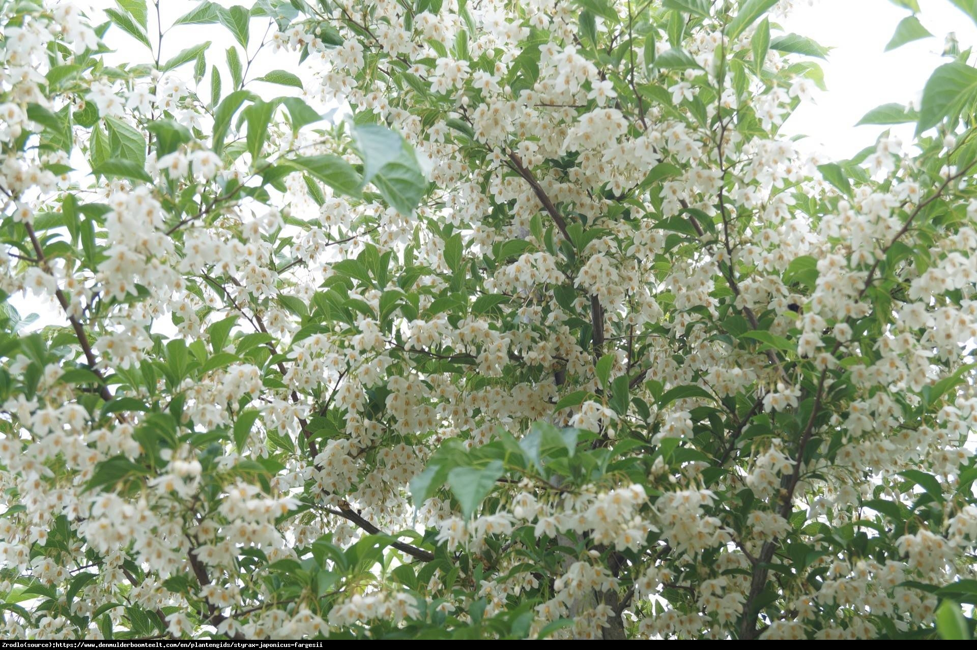 Styrak japoński - Styrax japonicum