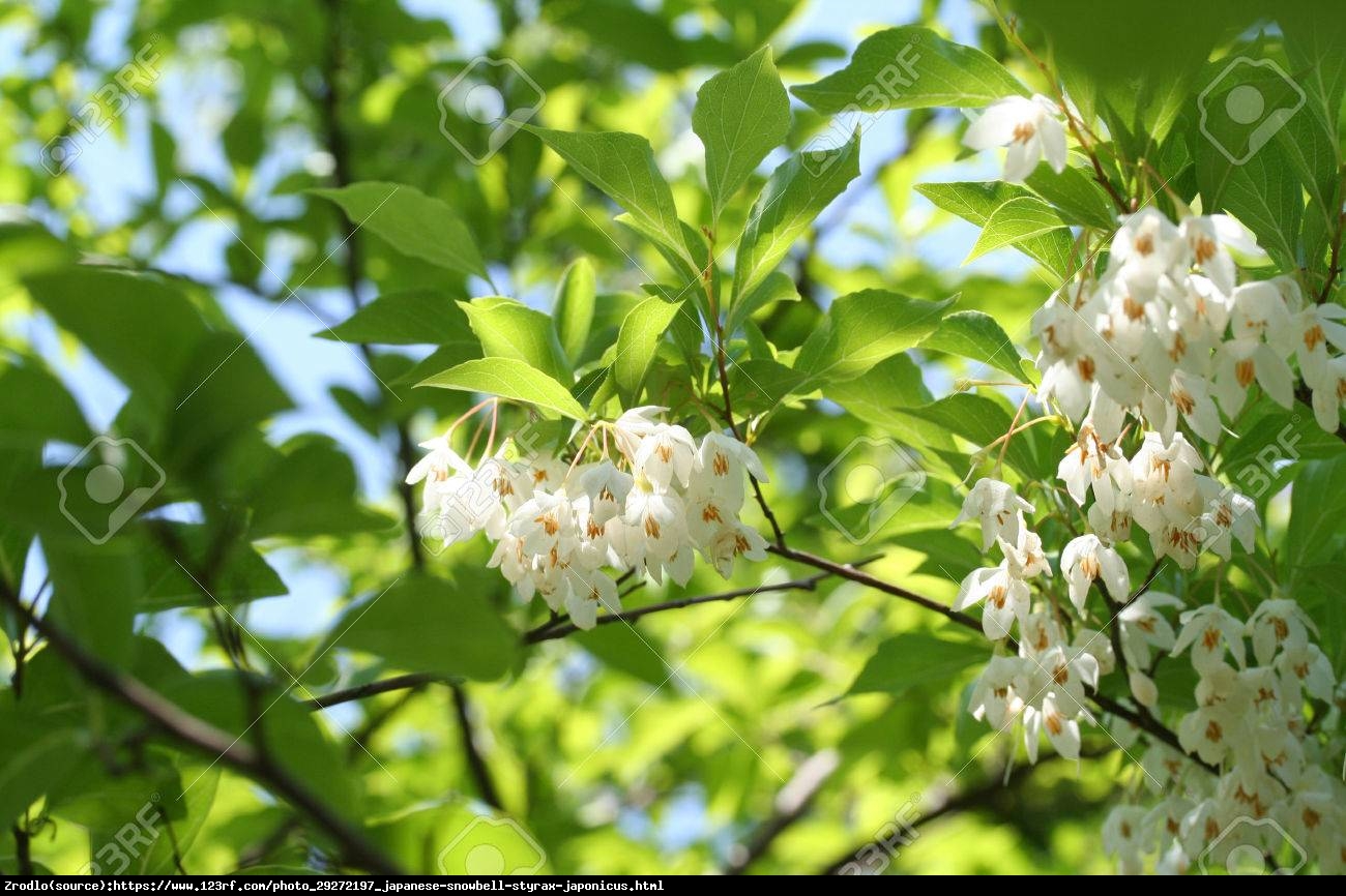 Styrak japoński - Styrax japonicum