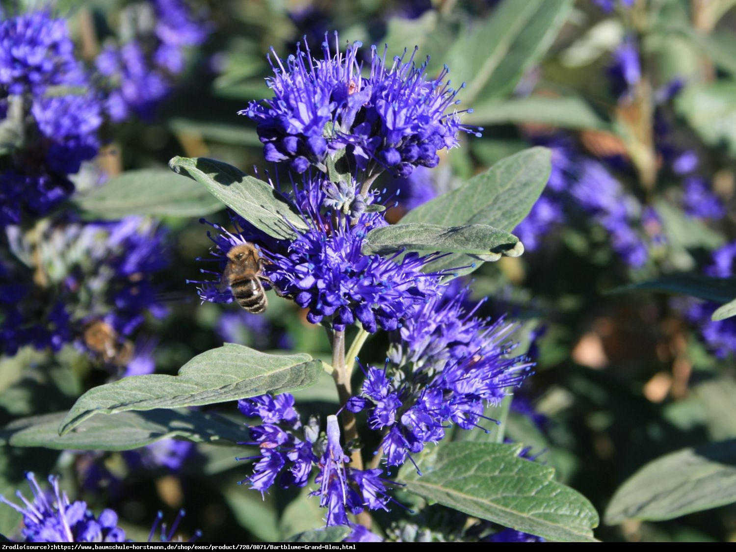 Barbula klandoa - Caryopteris clandonensis
