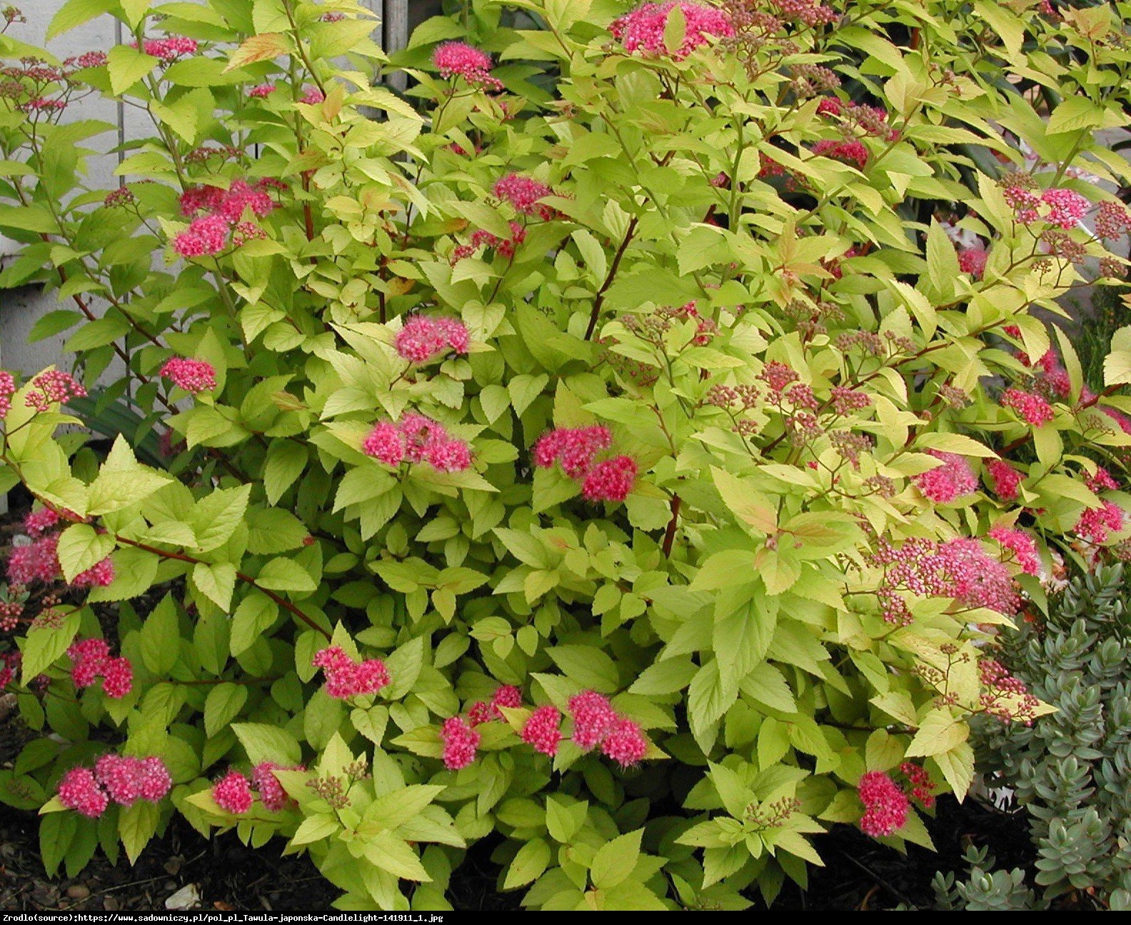 Tawuła japońska Candlelight - Spiraea japonica Candlelight