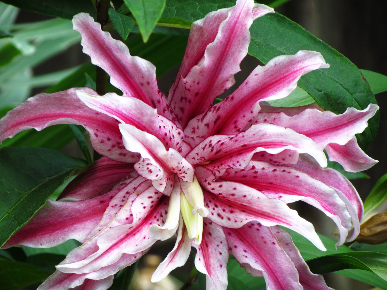 Lilia orientalna podwójna Magic Star -DUŻE CEBULE - Lilium oriental ...