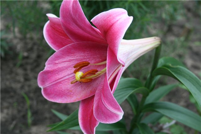 Lilia orientalna długokwiatowa Pink Heaven -DUŻE CEBULE - Lilium ...