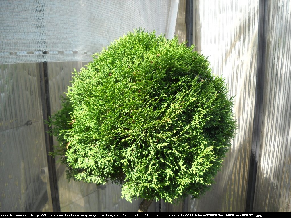 Tuja Żywotnik zachodni Globosa Aurea - Thuja occidentalis Globosa Aurea