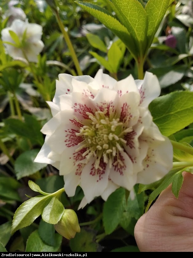 Ciemiernik wschodni Double Ellen Spotted White OKAZJA! - Helleborus ...