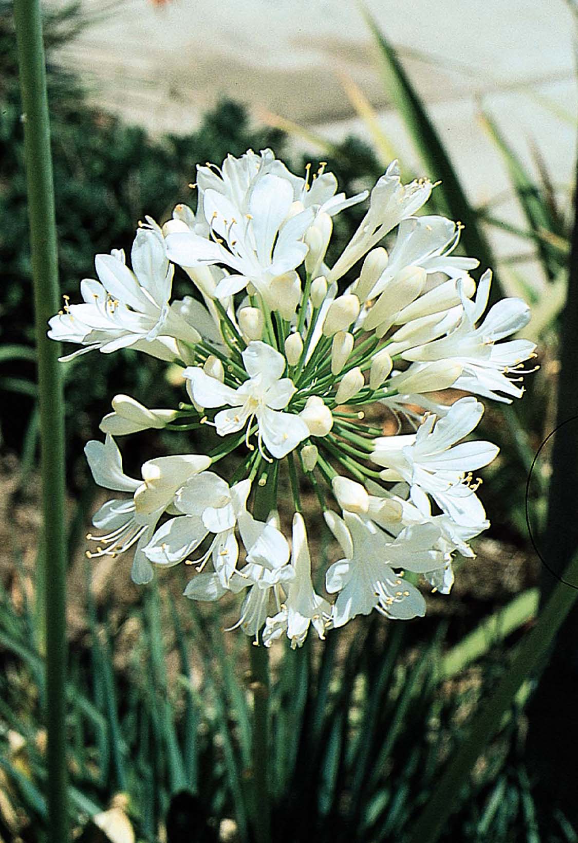 Agapant afrykański - Agapanthus africanus
