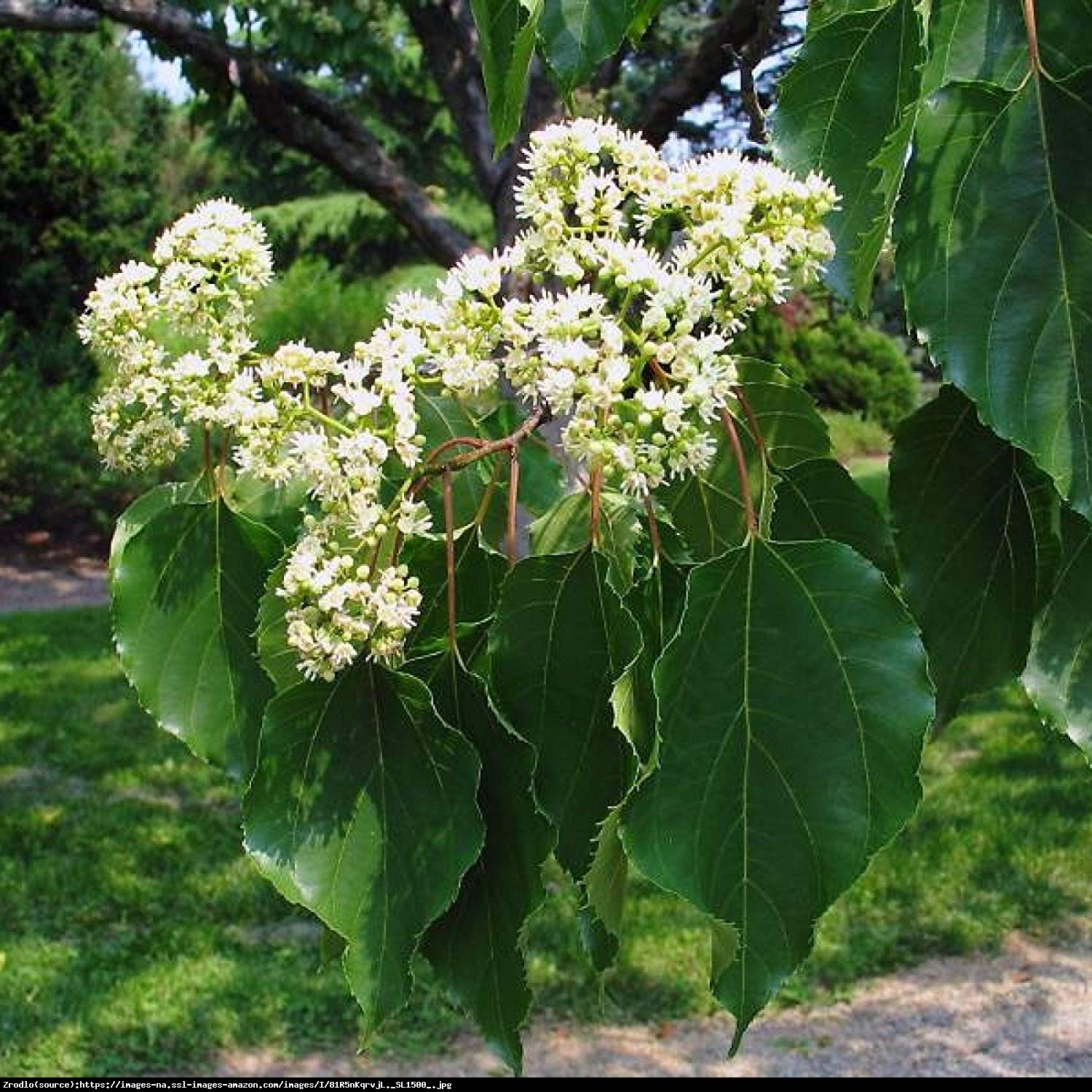 Japońskie Drzewo Rodzynkowe-Howenia słodka- Leczy Kaca, niweluje ...